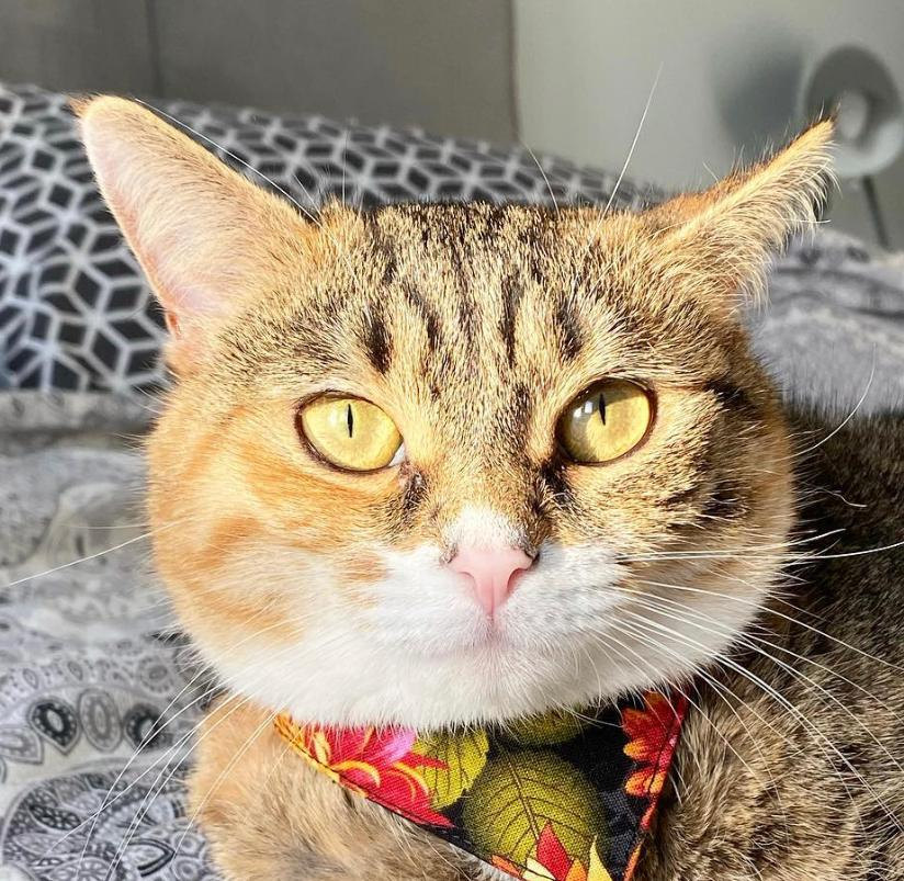 Customised Cat Designs by Letzrock